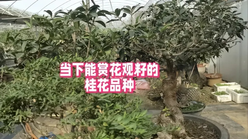冬季赏花观籽的桂花品种介绍,不懂品种的看过来