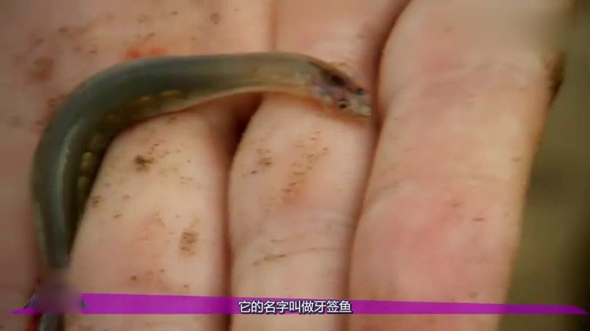 最可怕的小鱼,竟会寄生在人体内,看完让人后背一凉!