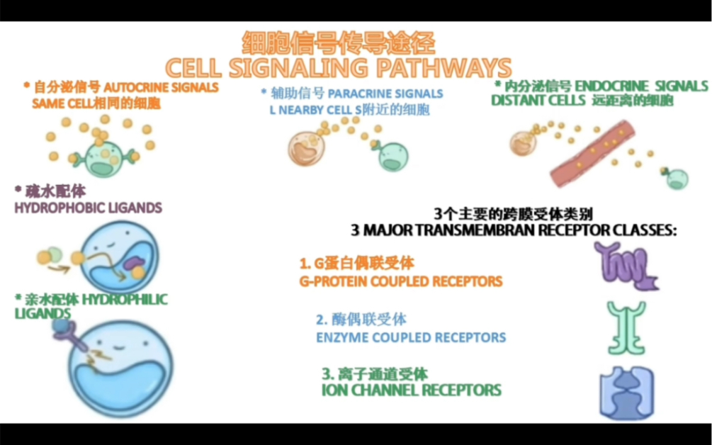 细胞中常见的信号传导通路
