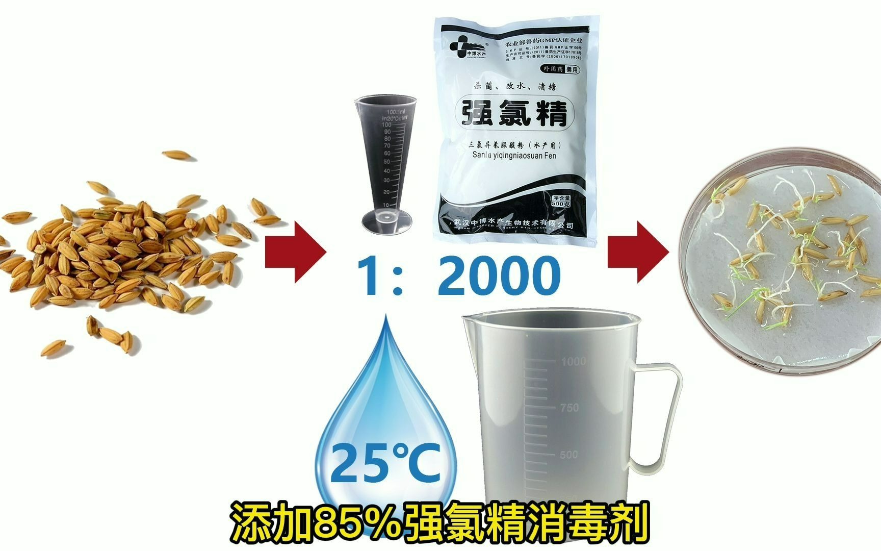 常规水稻育种-水稻栽培(4)