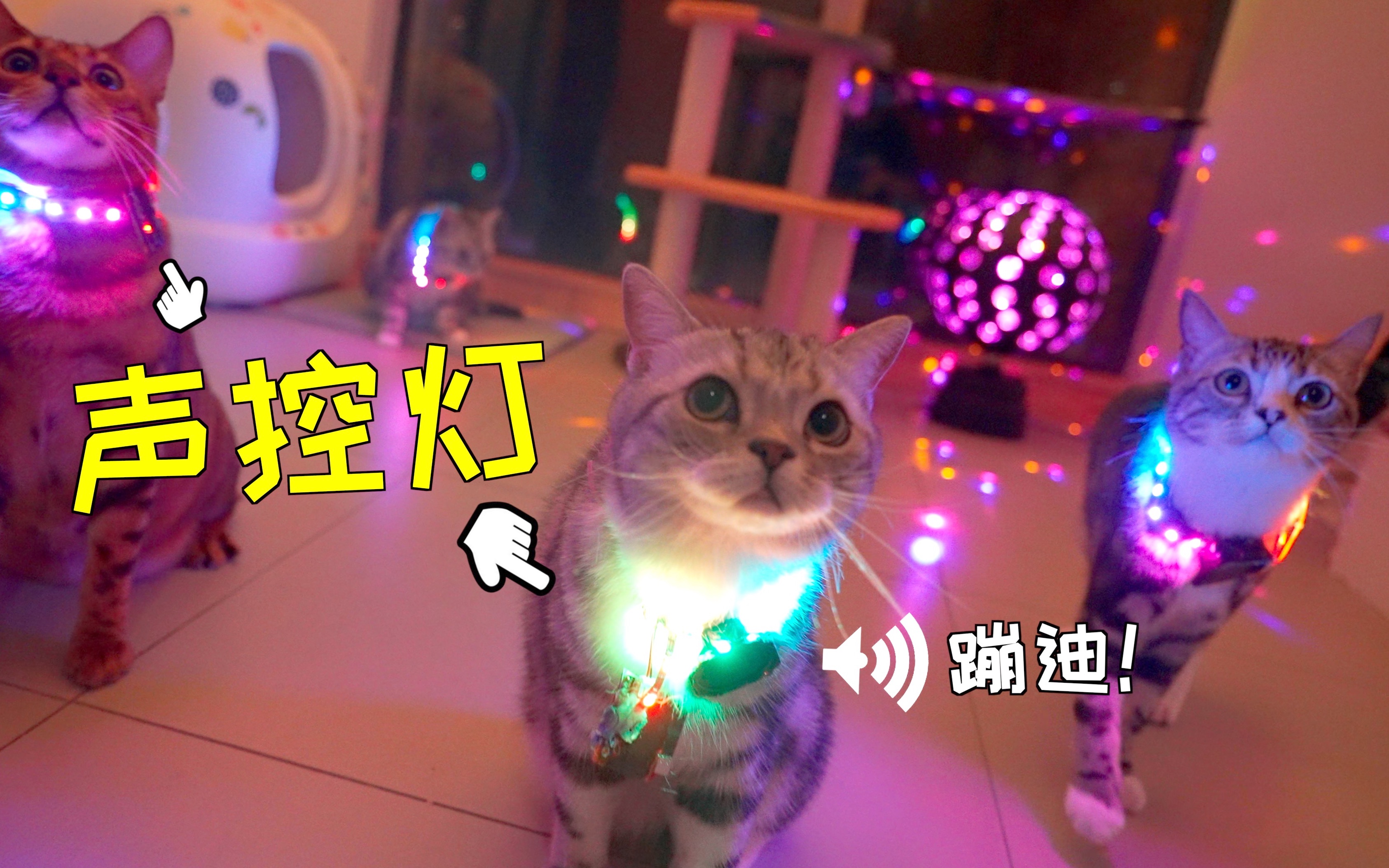 当猫发现自己的项圈是声控灯,还会说话后…