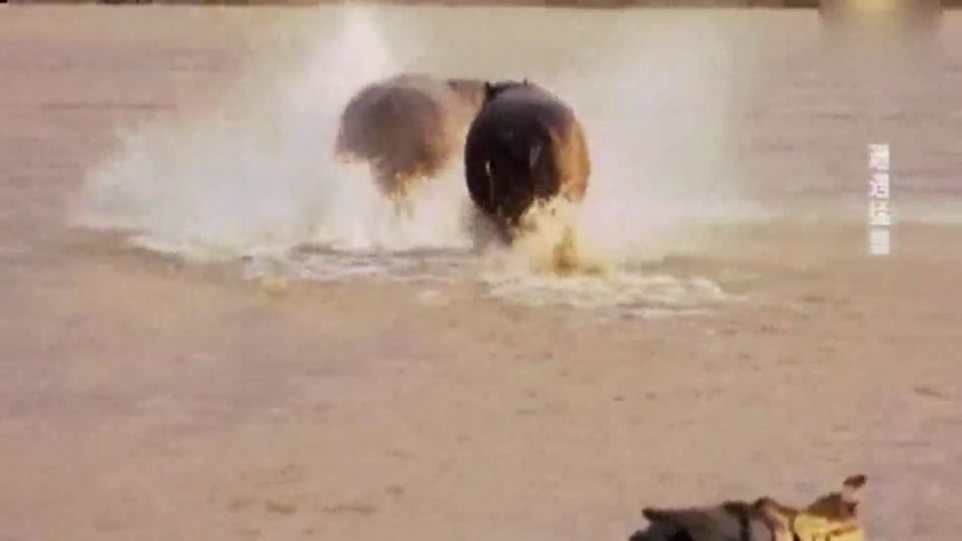 科学家经过测试一辆汽车以32千米速度的汽车撞击人类会发生什么