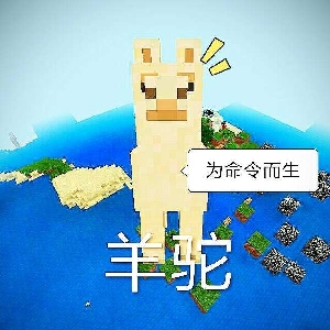 小傻羊驼 