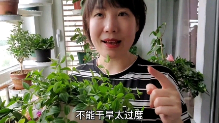 100种植物的养护方法!第13种:翡翠钻石