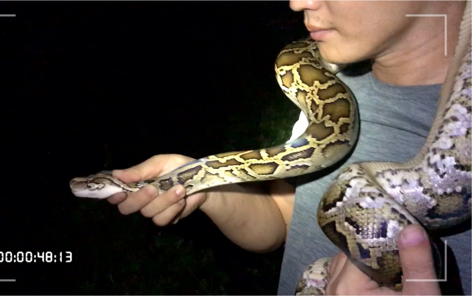 【缅甸蟒】路遇本土原生大型蛇,拍完放归山林,与它的偶遇,终于如愿以偿