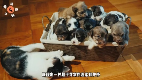 猫咪的"窃取"行动曝光!邻居的5只小狗被它悄悄带回家,主人的反应太...