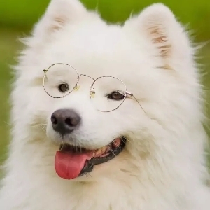 贩卖披萨的学分 