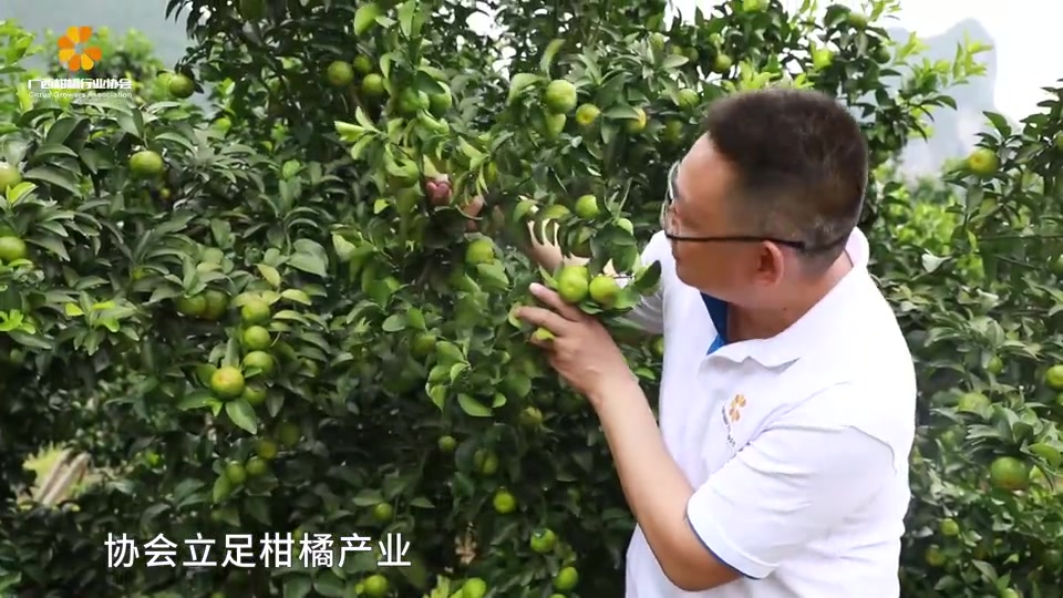 打造全产业链平台,助力柑橘产业发展——广西柑橘类种植行业协会