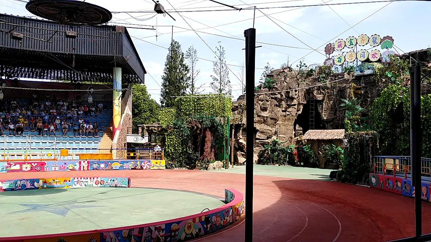 上海野生动物园,近距离感受大象ߐ�表演,场面非常震撼