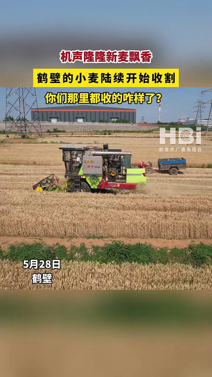 ...颗粒饱满的麦穗随风摇摆,农机驾驶员正操作着收割机在麦浪里来回穿...