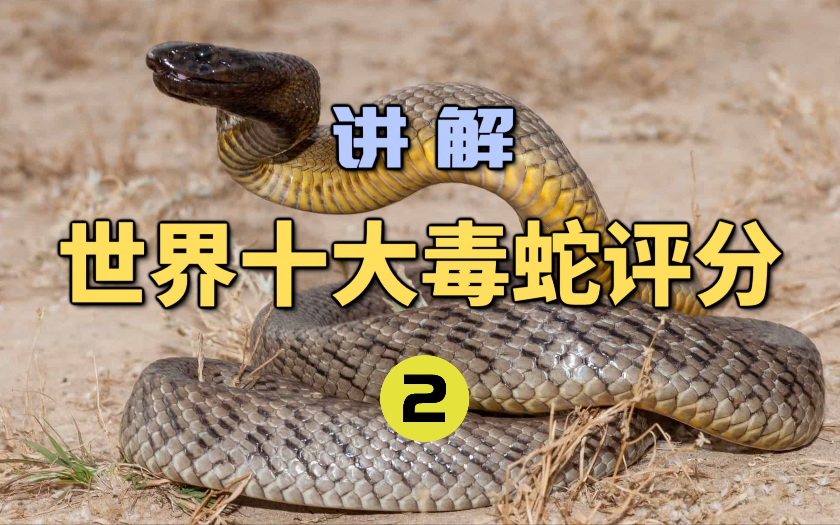 毒性最强的内陆太攀蛇只排第8?谁才是澳洲最危险的毒蛇?