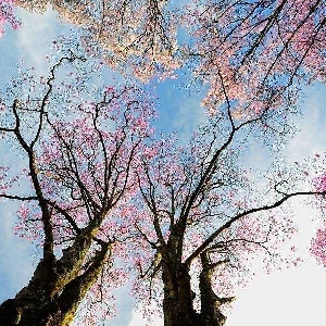 木子数学园地