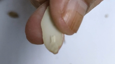 花生果实的结构