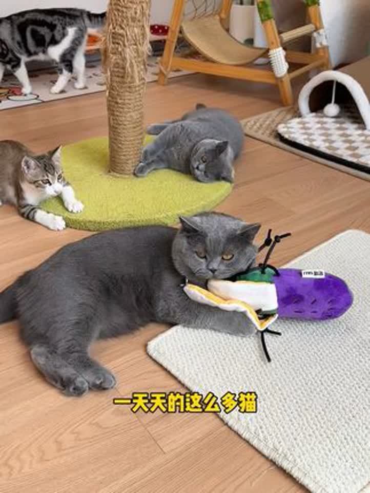 ...小土豆子满月啦 #宅家治愈记 #被萌宠治愈的那些时刻 #万物可爱计划...
