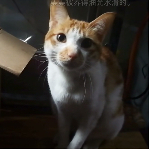 汪喵格格 