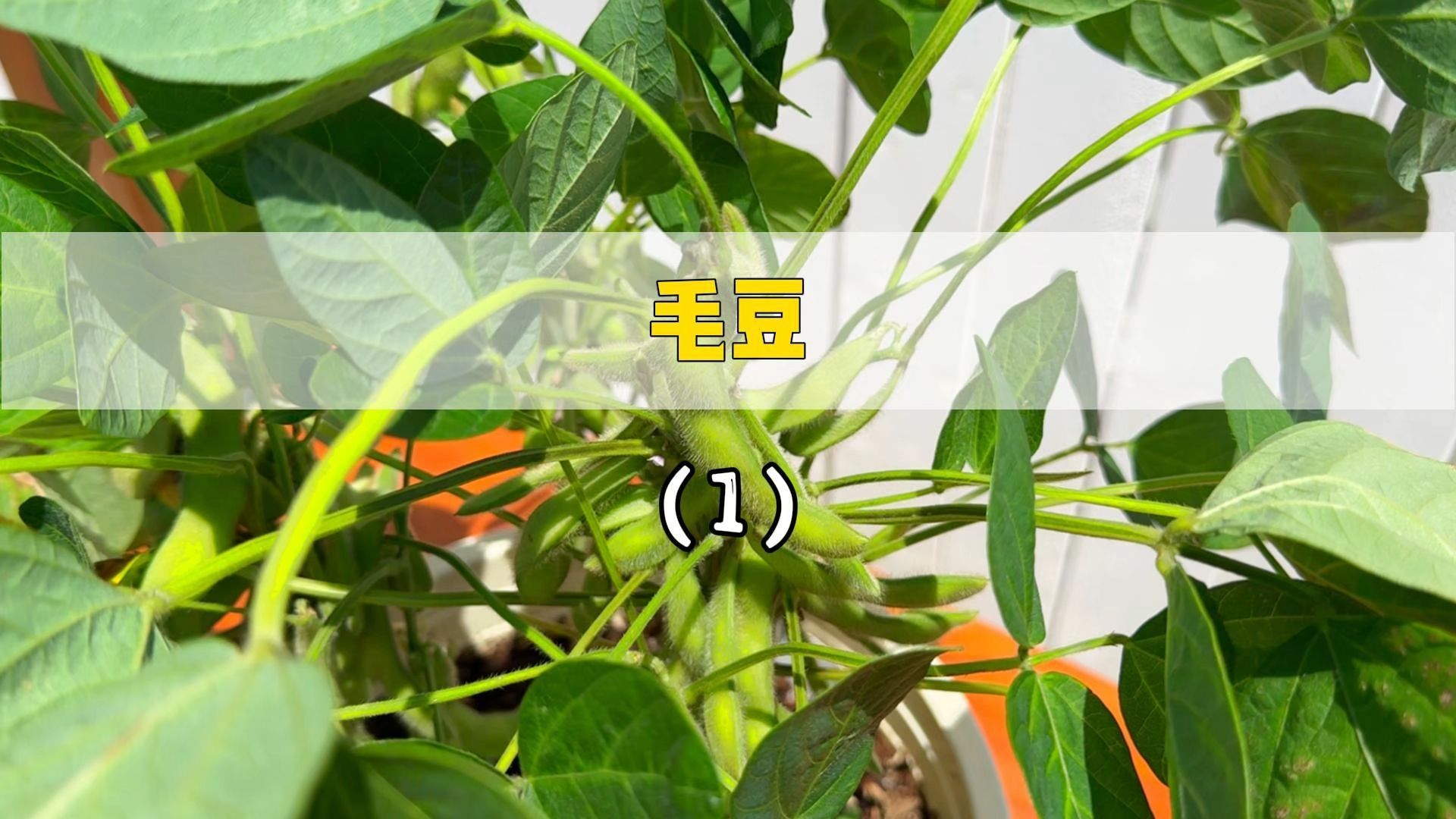 种毛豆全过程
