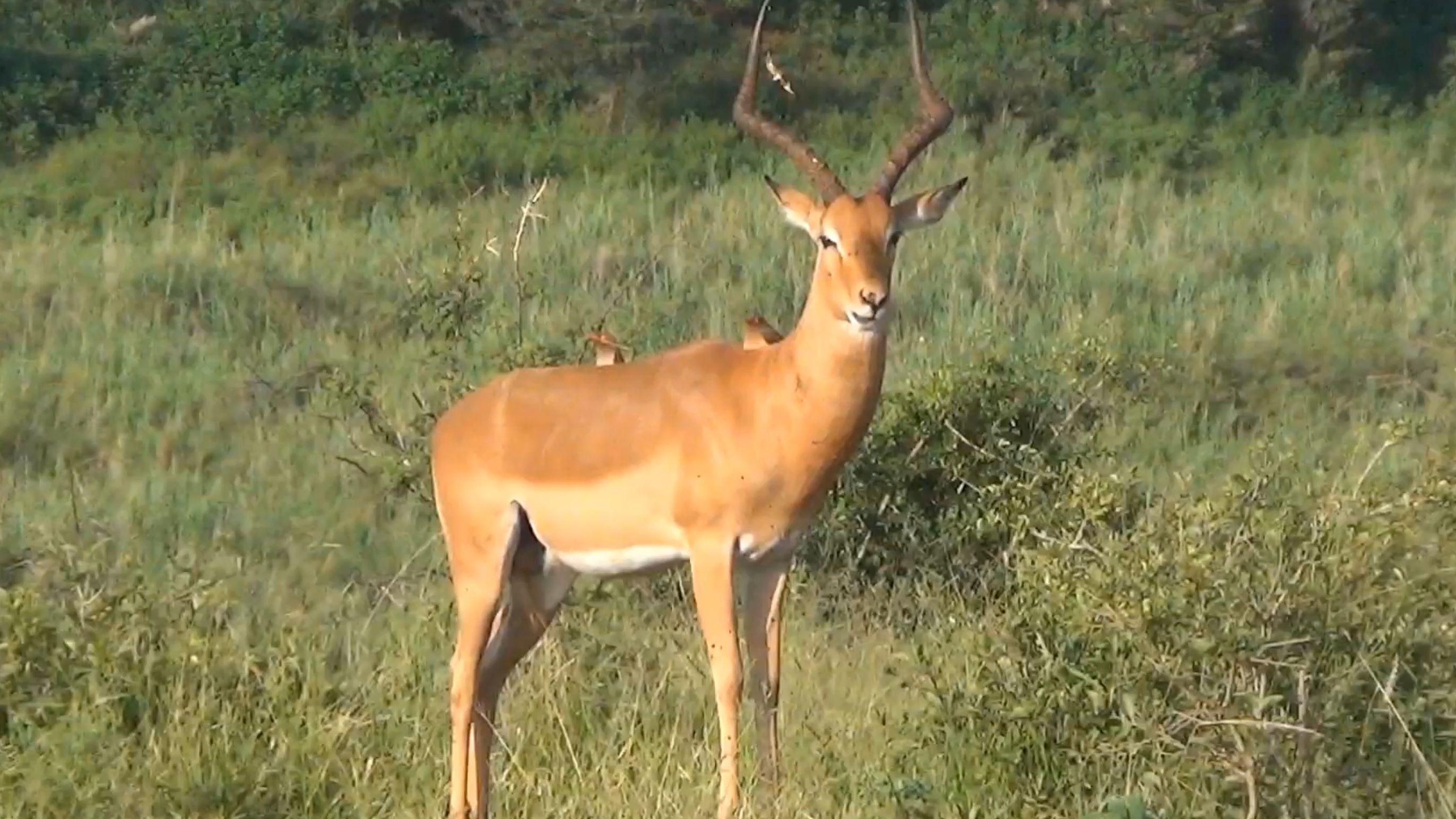 黑斑羚种类——普通黑斑羚