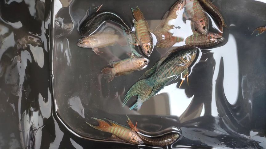 下午来给烂肉的澳火加点黄粉,接着来打包4份斗鱼,要寄出去