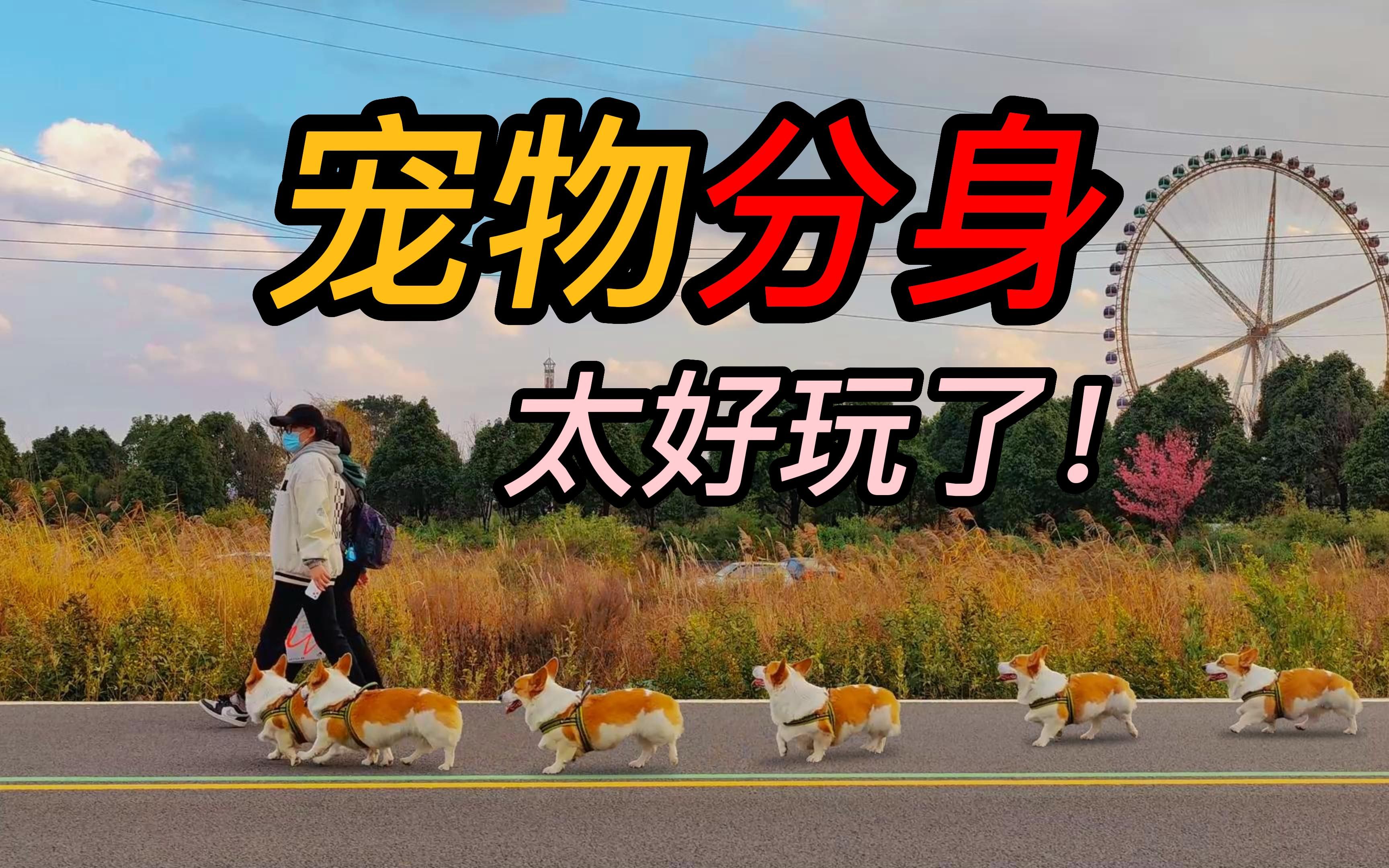 制作宠物分身特效,家有宠物的学起来!视频剪辑教程