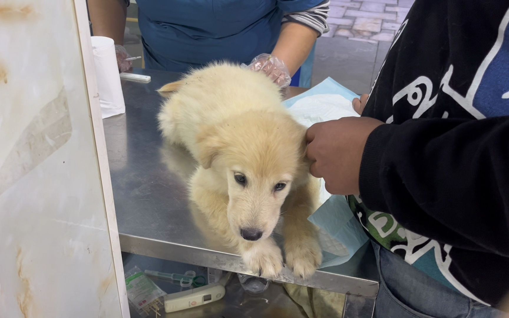 一窝小狗接种疫苗四天,爆发细小病毒,狗狗渴望的眼神让人心疼