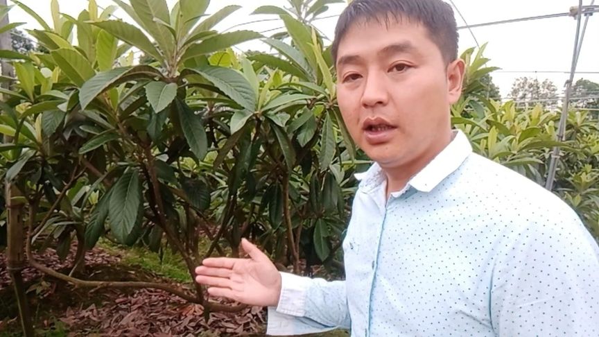 四川枇杷技术员,枇杷开花坐果率好,这四点技术知识一定要掌握!