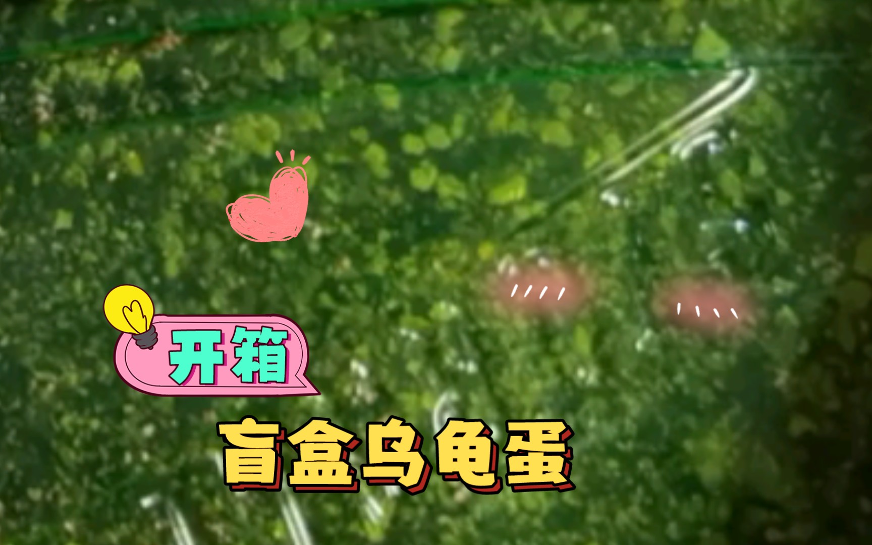 开箱盲盒乌龟蛋(*˘︶˘*).｡.:*♡孵化待后续(｡ò ∀ ó｡)