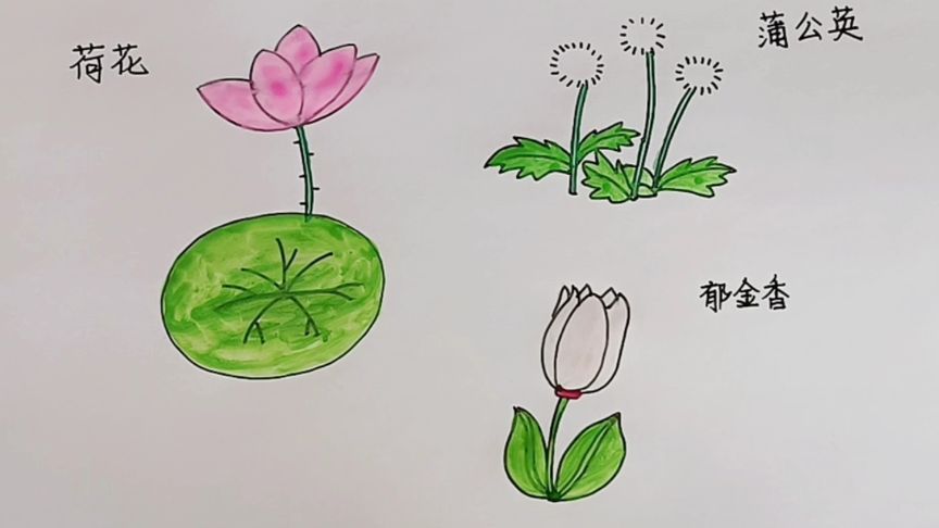 简笔画‖教孩子画植物简笔画