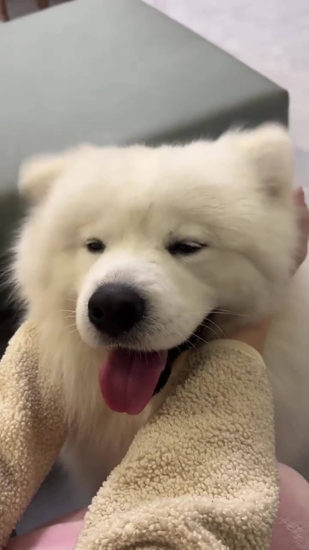 拥有动耳神功的小狗狗呀!