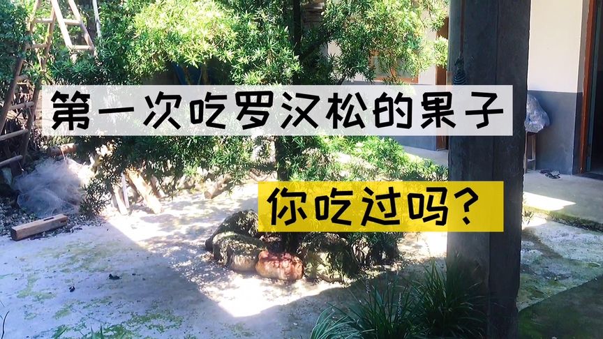第一次吃罗汉松的果子,你吃过没有?