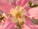 一年级数学 10的分成