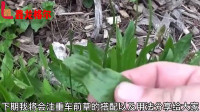 车前草随处可见,可你知道它的功效与禁忌吗