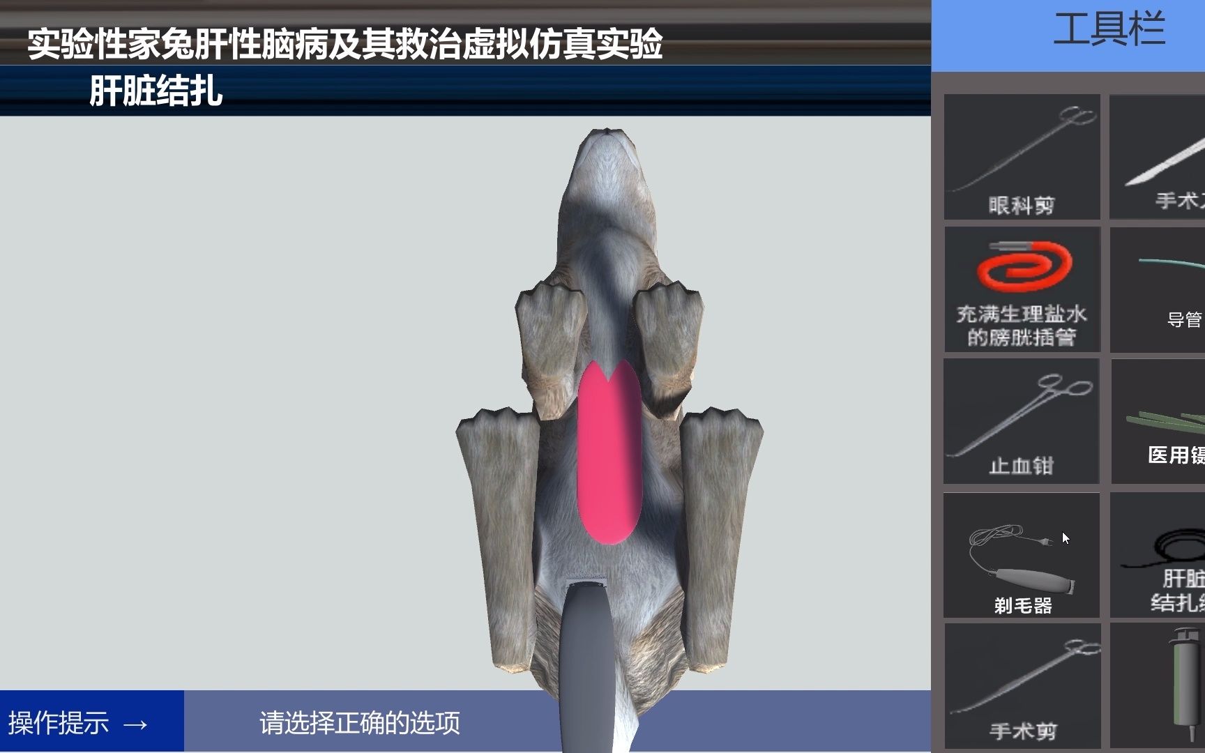 ...医学赛道医路高歌队实验性家兔肝性脑病虚拟仿真实验--项目介绍视频