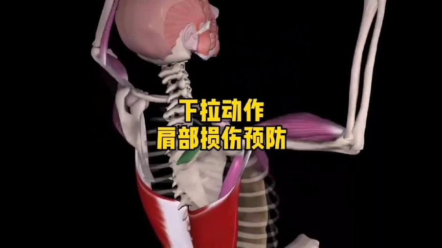 肩部损伤预防,动画学解剖一目了然。#健身 #运动解剖 #健身教学