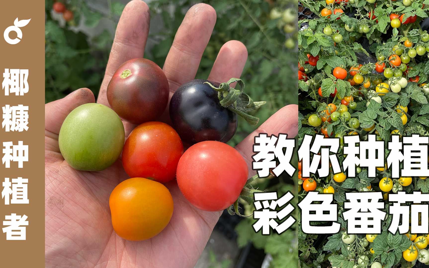 看完这个视频 你也可以种出彩色番茄
