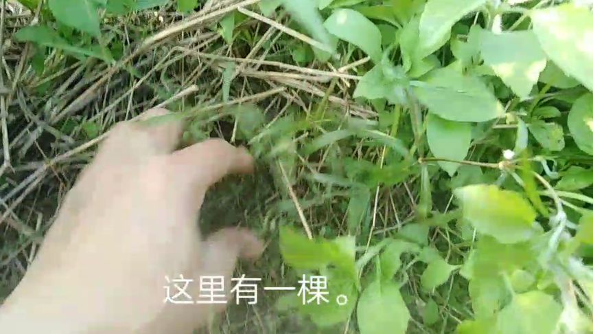 白花蛇舌草,有抗肿瘤,提高免疫力,咽喉肿痛等功效