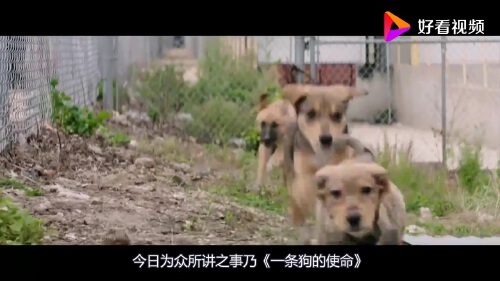 小伙竟用文言文解说电影,这水平要把语文老师气死! (1