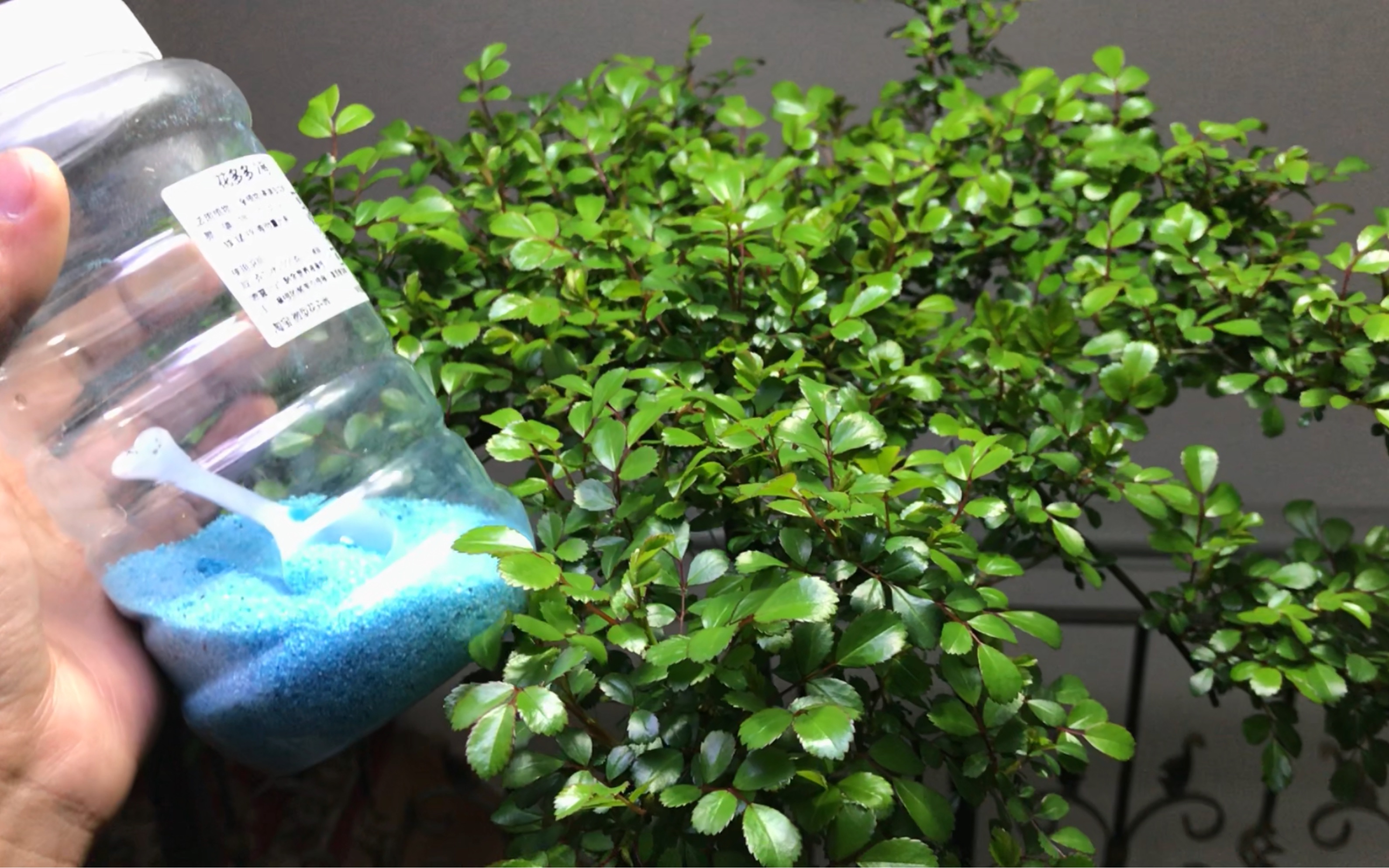 月季花施肥,磷钾肥能让月季多开花,但是用法也是有一些讲究