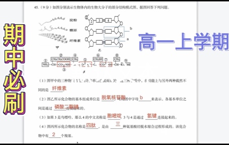 高一上学期期中考试生物高频必刷题1