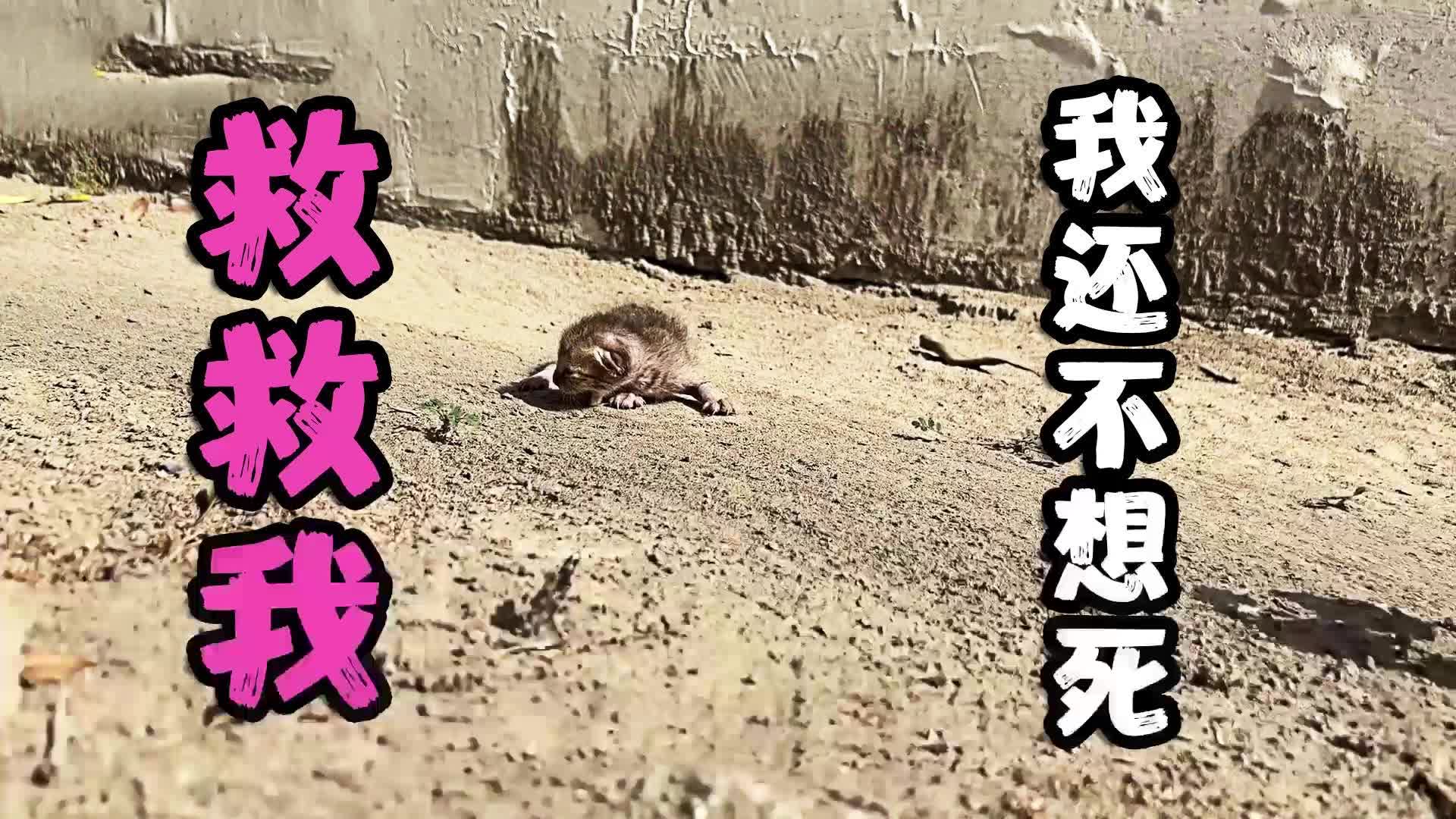 猫妈被抢食的流浪狗咬死,丢下刚出生的小猫,独自面对恐怖的世界