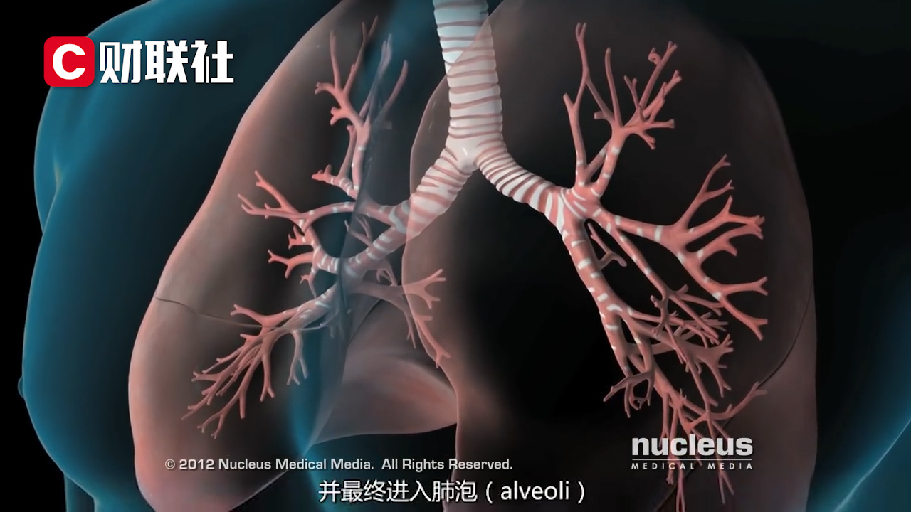 3D演示肺炎成因,选择正确的治疗方法很重要