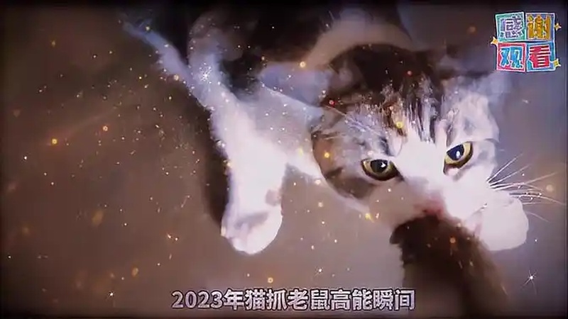 《猫咪抓老鼠的瞬间》你觉得哪只最大?
