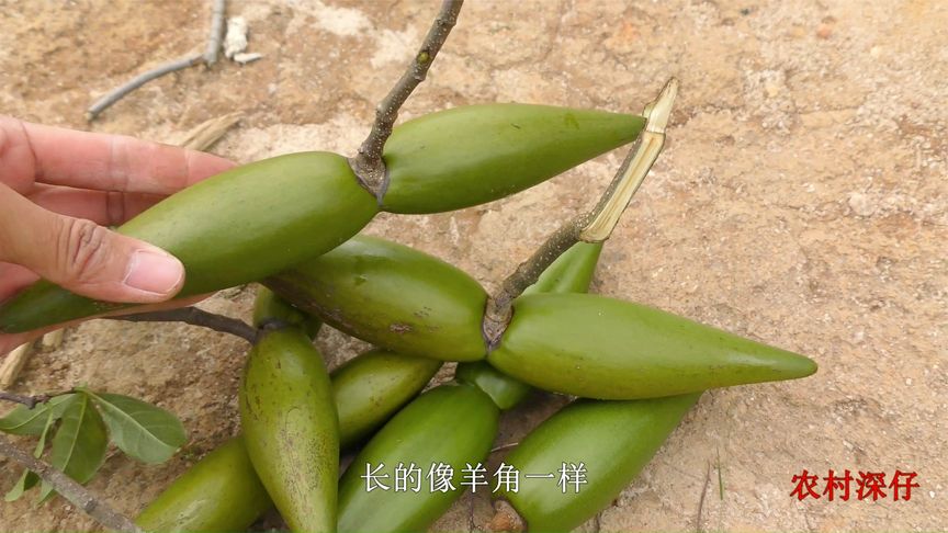 羊角拗毒性堪比断肠草,果实一定不能误食,值得了解一下