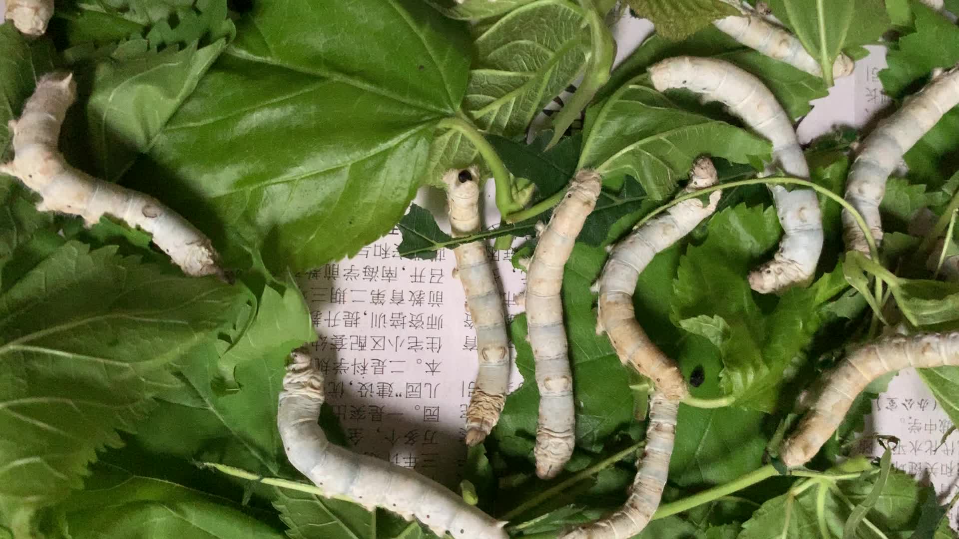 蚕宝宝“拉屎”[灵光一闪]