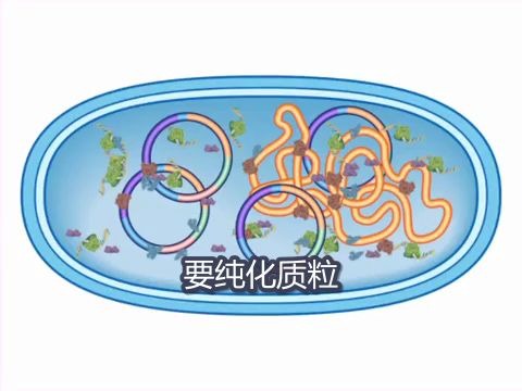 1. 质粒纯化原理和操作