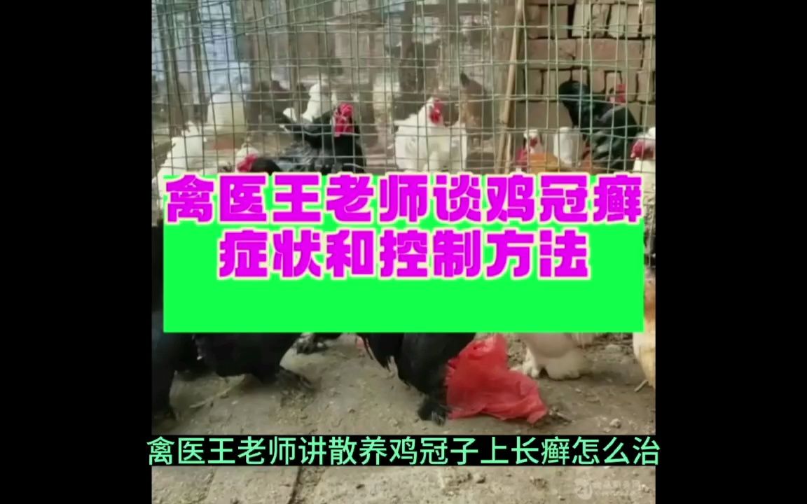 禽医王老师讲土鸡冠上长癣症状和治疗原因
