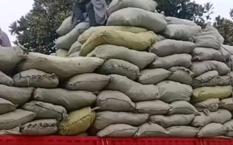 35吨中药材发往制药厂,春季中药材种植规划持续进行中15156753852...