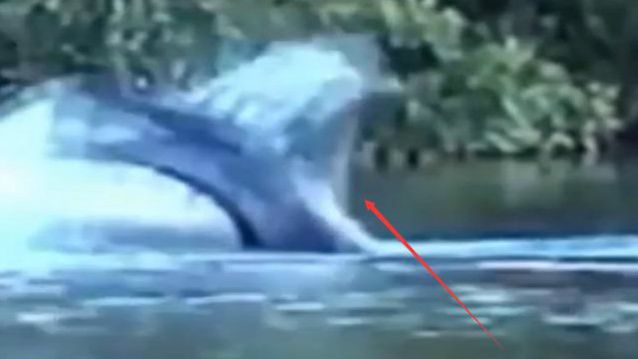 男子水边拍到巨型不明生物,看的小心肝砰砰跳