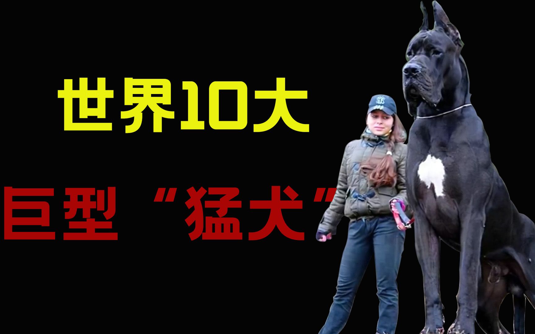 世界上10大体型超大的‘’巨型犬种‘’