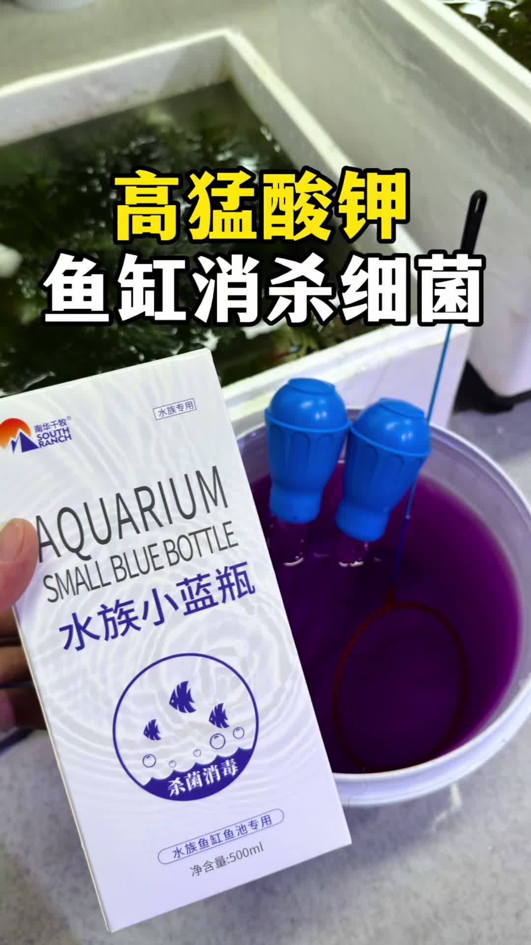 高猛酸钾杀菌消毒#鱼缸消毒最简单的方法 #高猛酸钾 #鱼缸检疫 #新手...