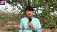 谷阳带你懂三农:苹果树从播种到结果要经过哪些过程,看完你就明白啦
